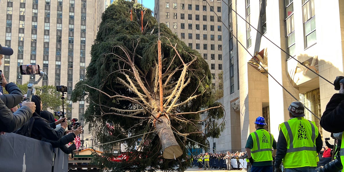 A musician who tended this year's Rockefeller Center tree shares his ...