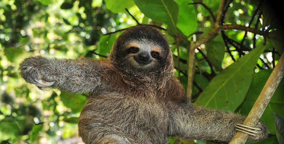 Sloth - Michael Ian Black