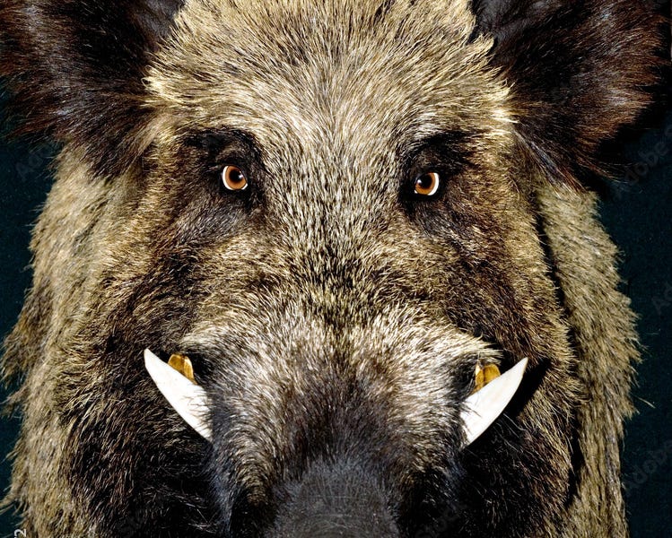 Comments - 8. Pigs on the Wheel. - by Jake Thorpe