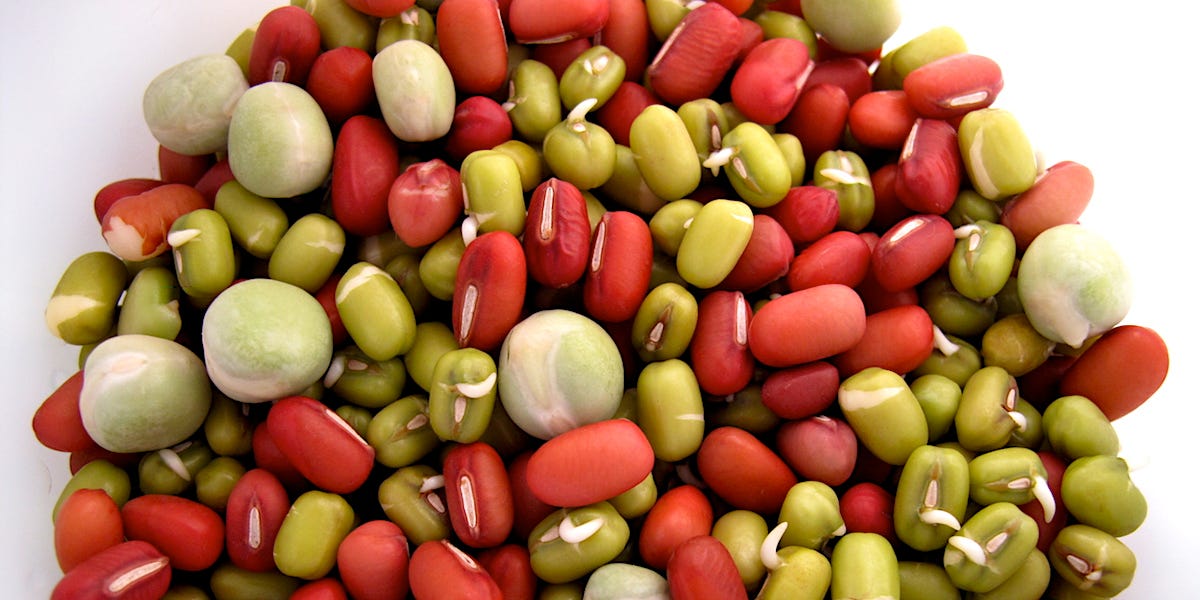 🌱 The Gift of Growing - Sproutpeople’s Newsletter