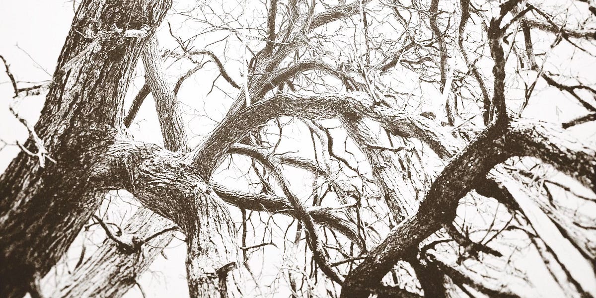 Image: these trees - by Tom Murphy - Recently Old
