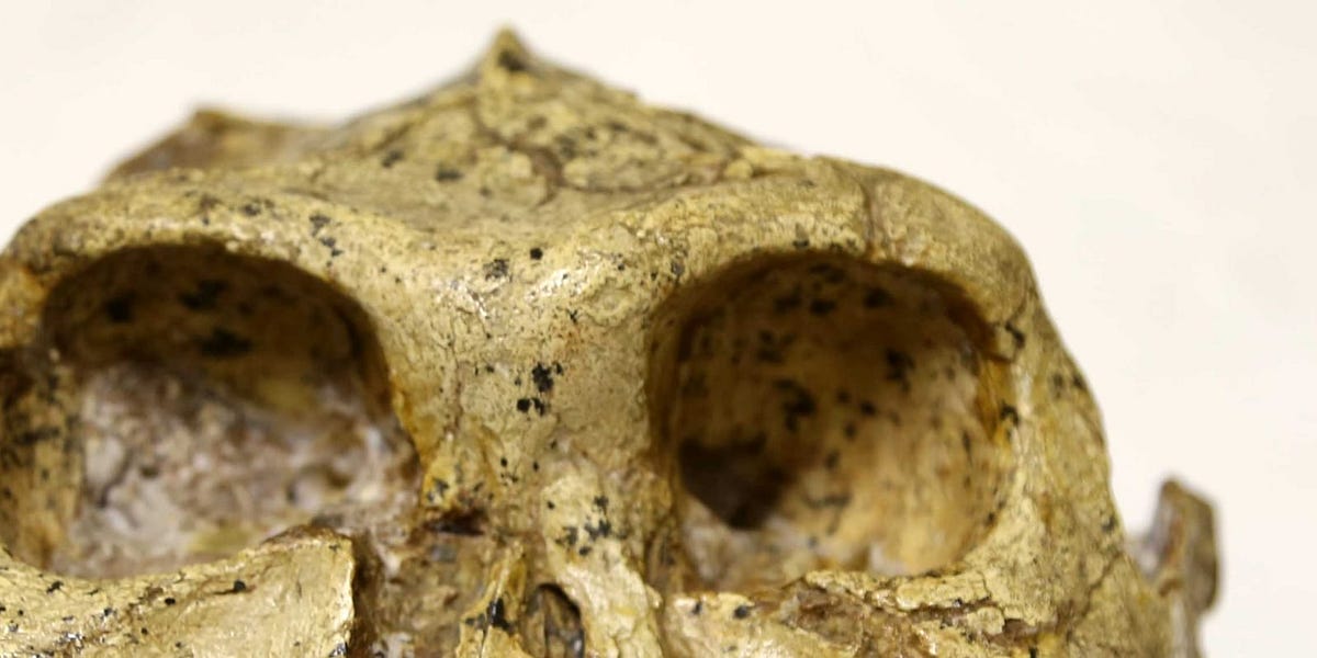 Australopithecus Aethiopicus Skull