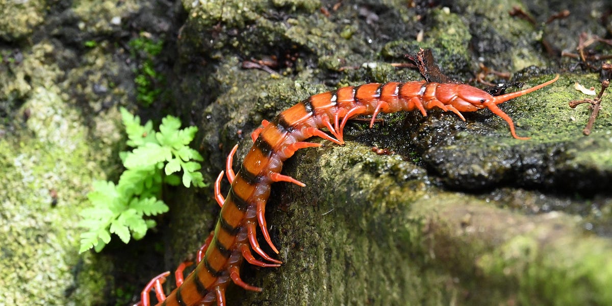 #25 - Burmese Proverb: Though the Centipede Has One of Its Legs Broken ...