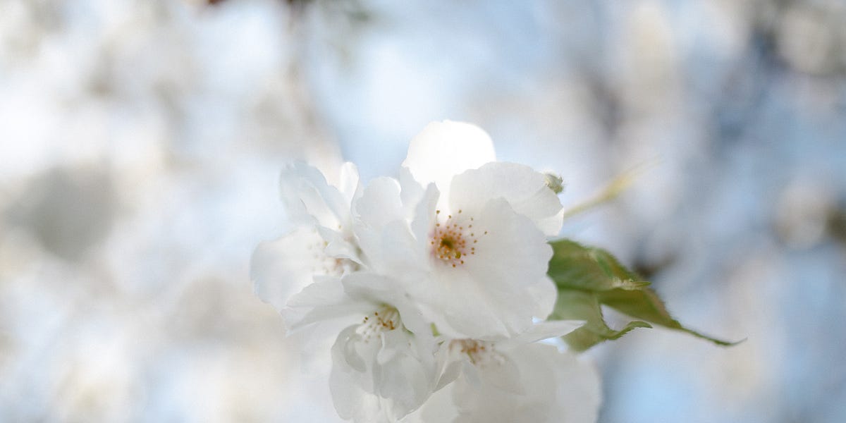 spring order - by Jodi Wilson - Practising Simplicity