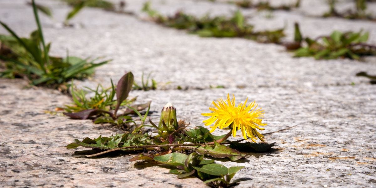 The Kingdom of Heaven is a Weed - by Jason Lief