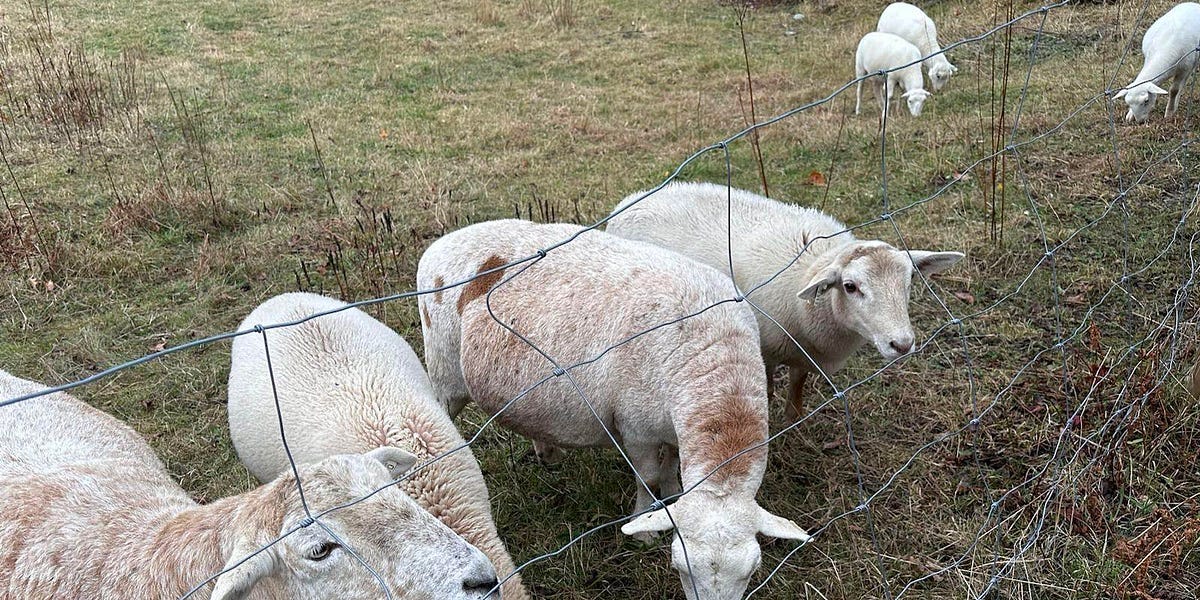 Sheep Without a Shepherd - by Chantal LaFortune