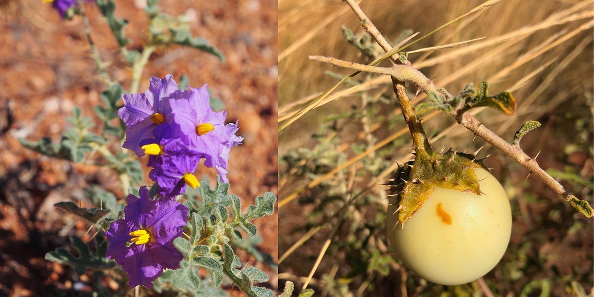 Wild bush tomatoes! An interview with a botanical exploration team