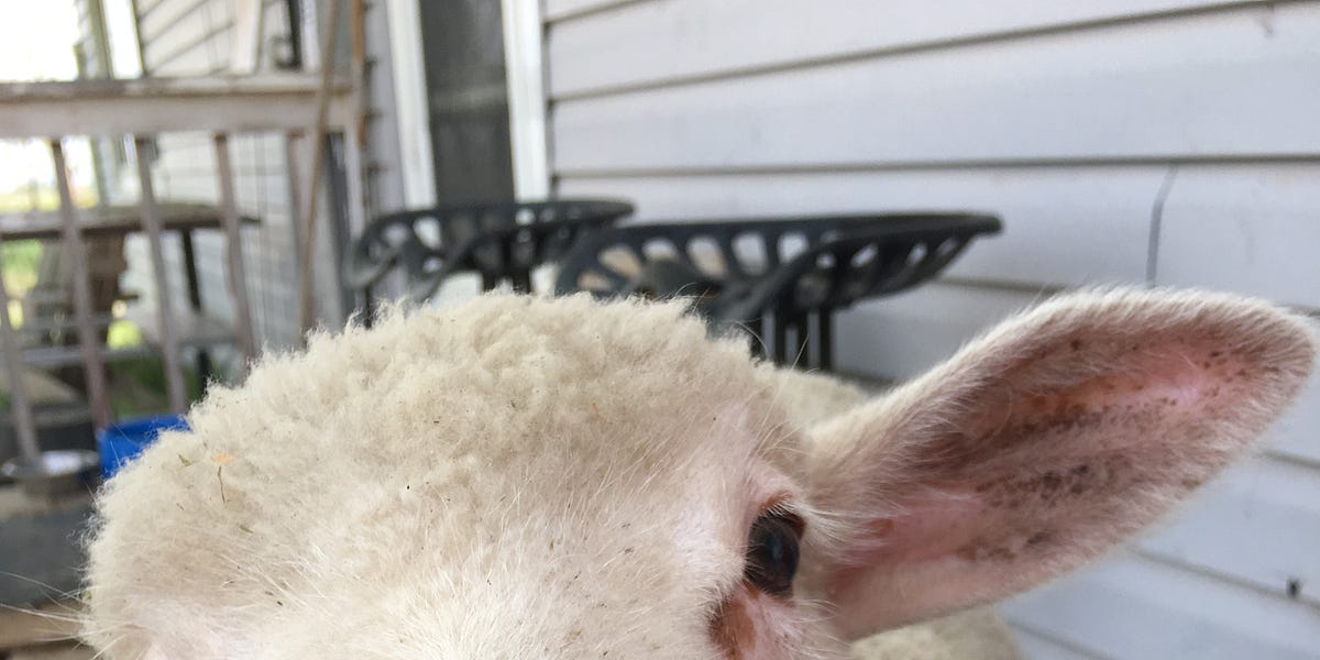 So You Want to Raise Some Sheep - Fat Turkey Farm