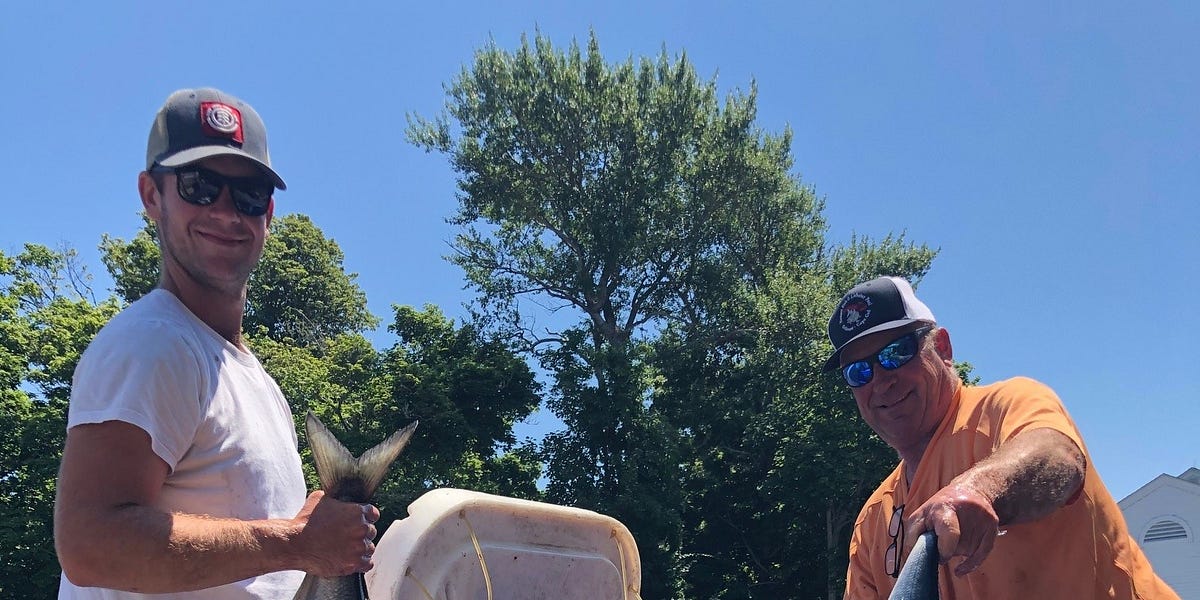 A Cape Cod delicacy called bluefish - by Seth Rolbein