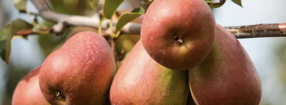 Desire and the Woman Writer - by Anne Boyd