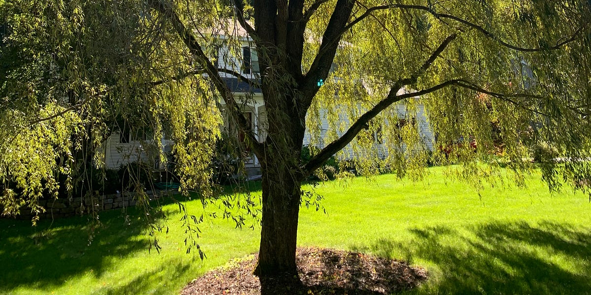 Home - by Victoria Blackburn - Victoria’s Substack