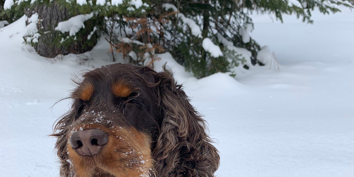 Fennel - by Ellen Airgood - Northern Dispatches