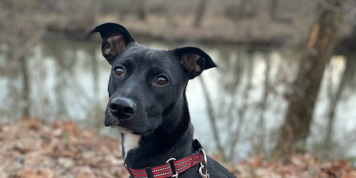 I adopted a Puerto Rican street puppy and it's a whole thing