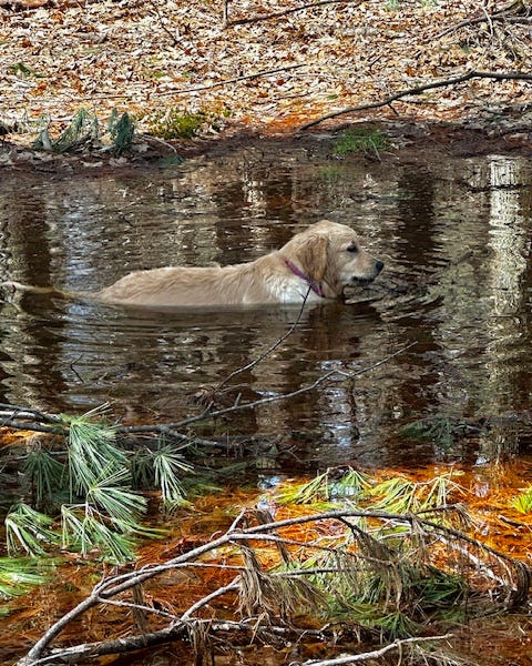 The Low Point Of The Path - by Lucinda Bowen