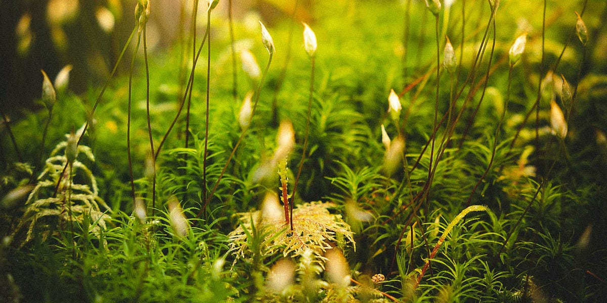 Kin to Everything - by Isabella McDonnell