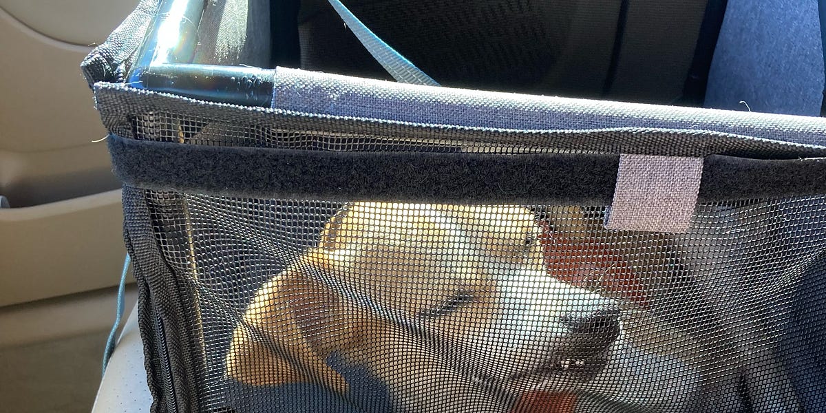 How to decide - by Chrissy Sackel - the gooseletter