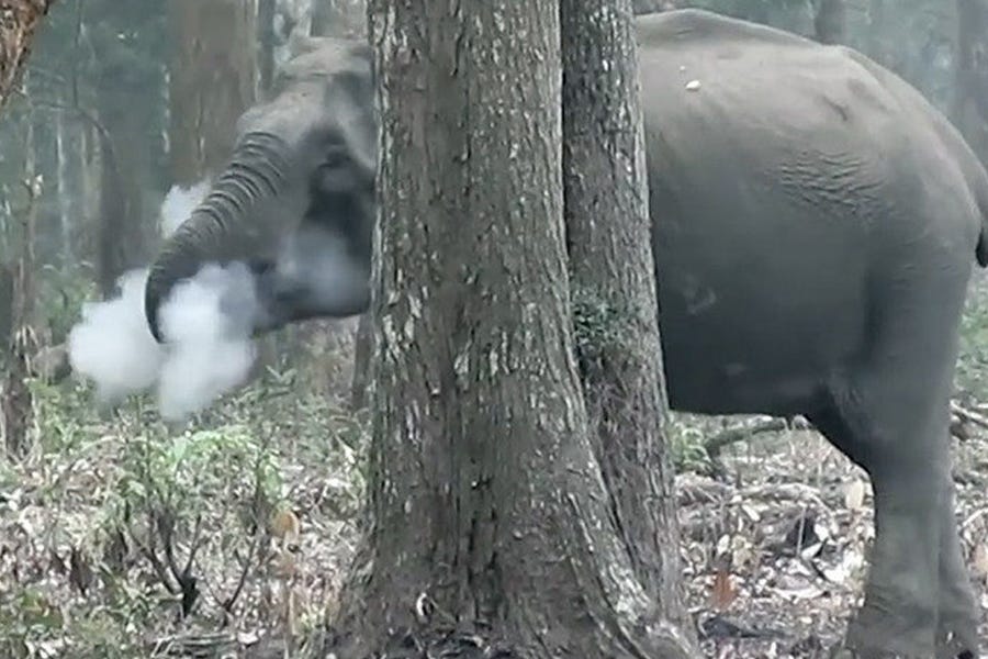 Snimljena divlja slonica "pušačica" - by Juba