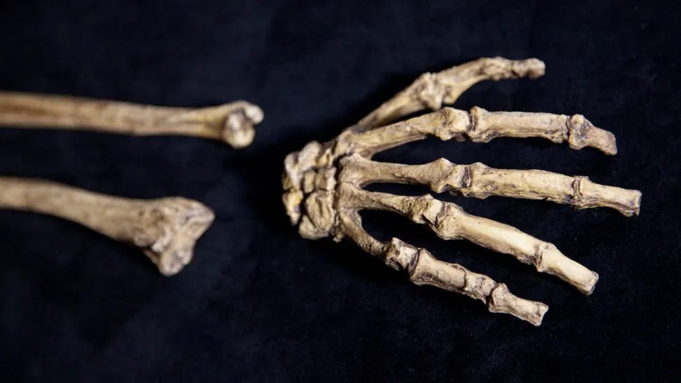 Ancient Origins of Tool Use: Australopithecine Hands Suggest Early ...