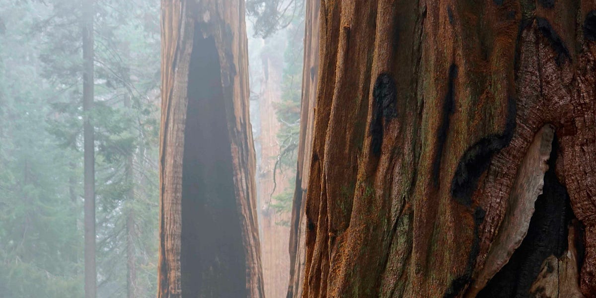 Giant Forest - by Tim Giller - Vagabond Naturalists