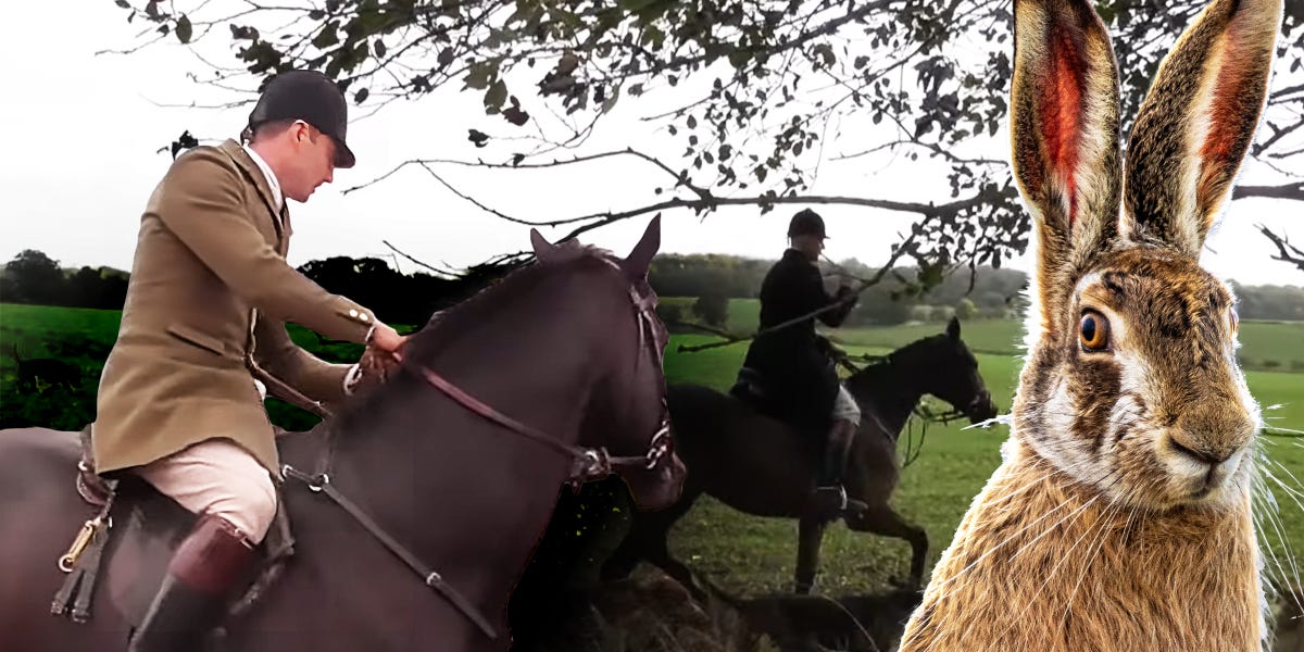 Hunt kills a fox, then huntsman grabs a hare to throw to hounds