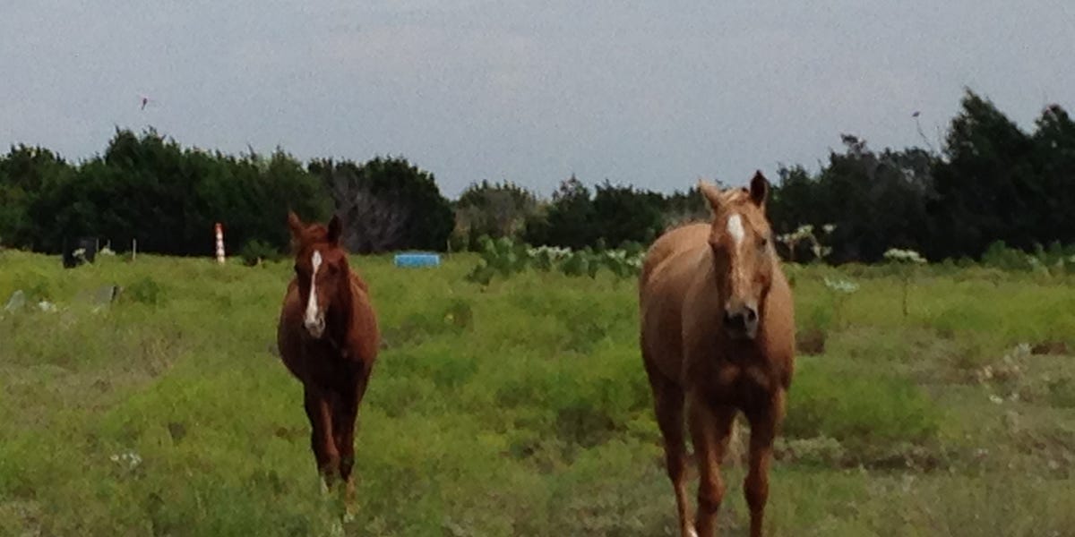 Rehoming the herd - by Trish Lambert