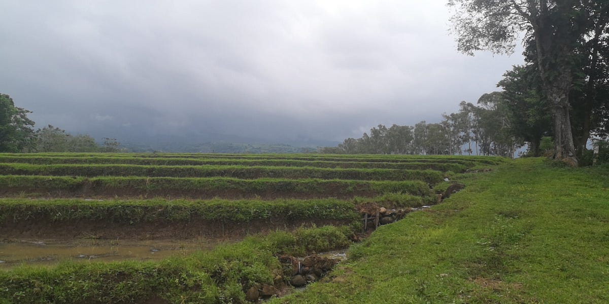 Climate Fatigue - by David Zaruk - THE FIREBREAK