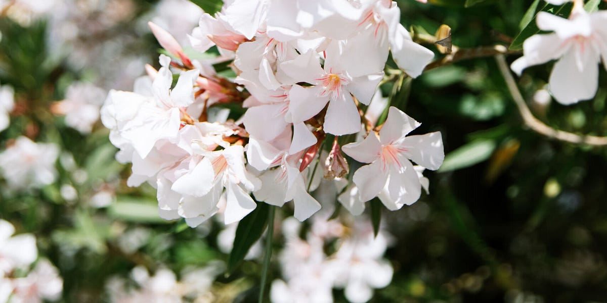 Sunday Scroll #40 - Emily Ley’s Substack