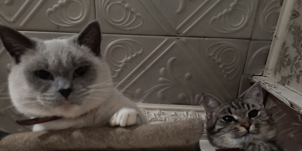 VILLAGE MAYHEM: I misgendered my cat - Edward Slavsquat