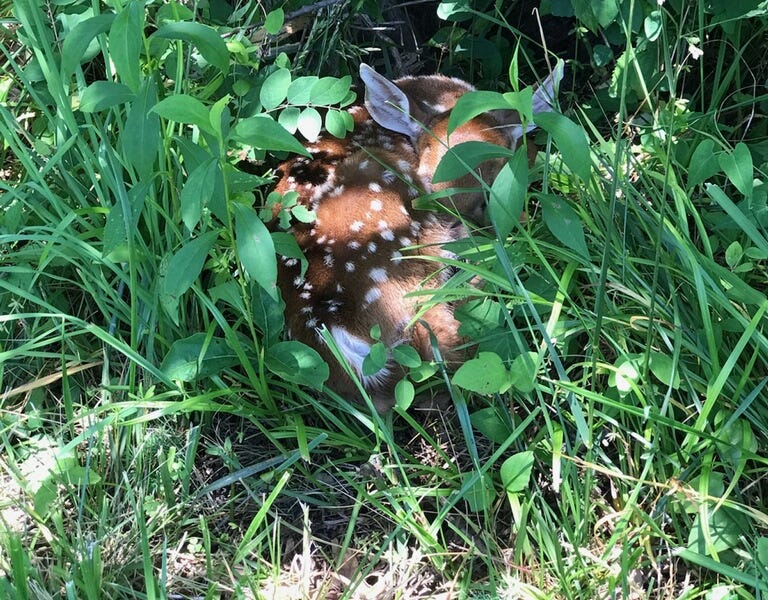 Puppies and Fawns - by Leann Buss - Leann’s Substack
