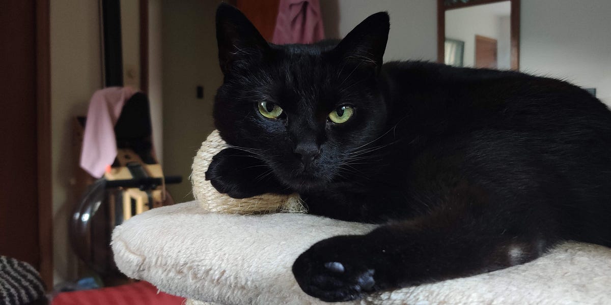 Happy International Sloth Day! - by Robyn Pennacchia