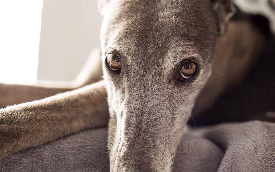 The Greyhounds and "The Secret" - The Optimist's Way