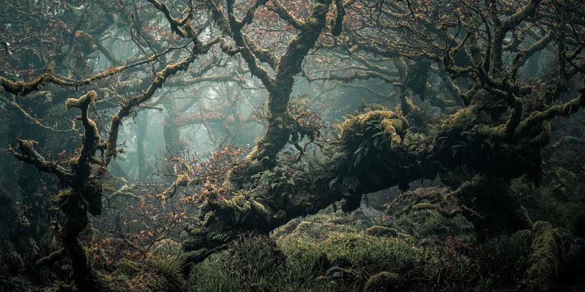 Edd Allen - by Tomasz Trzebiatowski - PHOTOSNACK