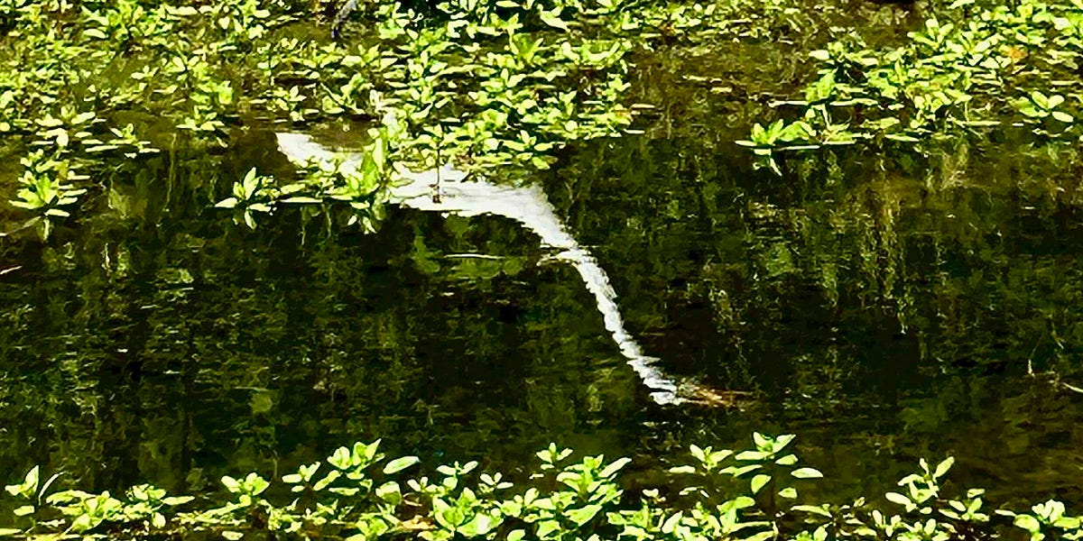 Happy 70th Anniversary - by Andrew Wimmer