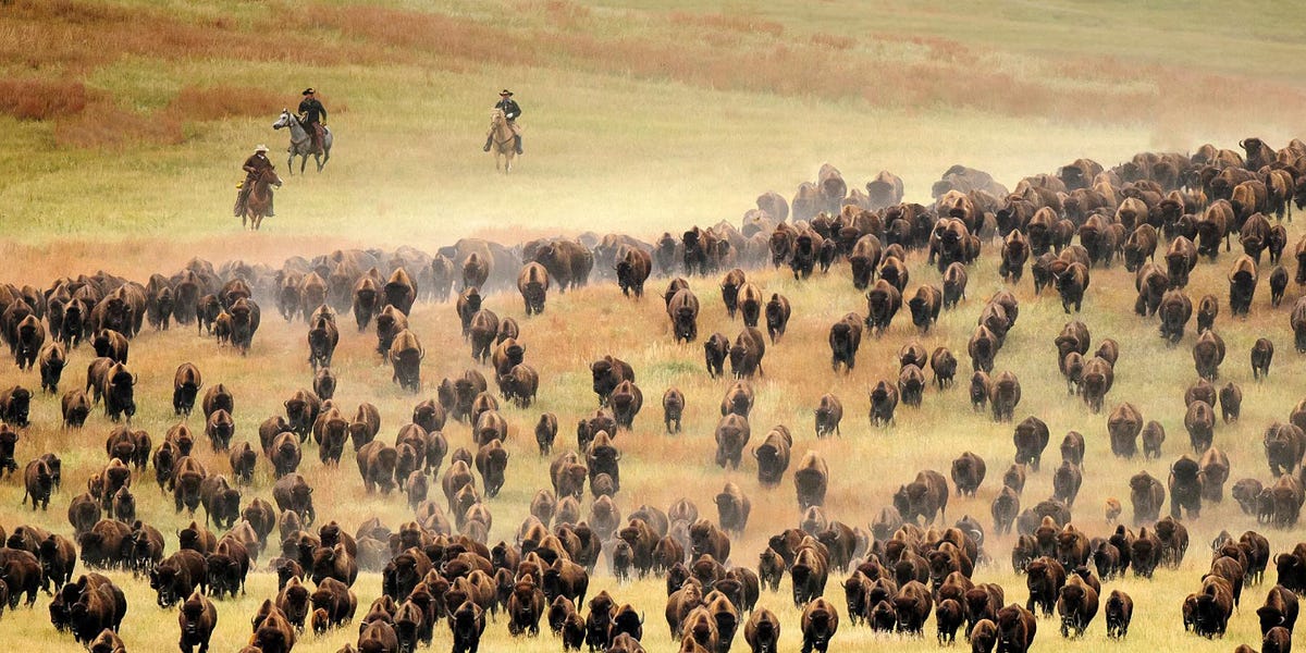 Chasing Buffalo - by Kelly Poovey - The Jack Rabbit Club