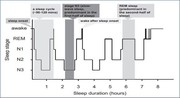 A Comprehensive Guide to Sleep - BowTiedNeuron’s Substack