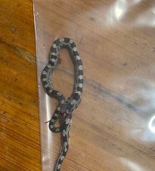 Snakes, Bears, Biscuits, Flag Tags … - by Bill Rice