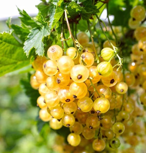Golden Currants Explored: Essential Growing and Harvesting Tips | Gold ...
