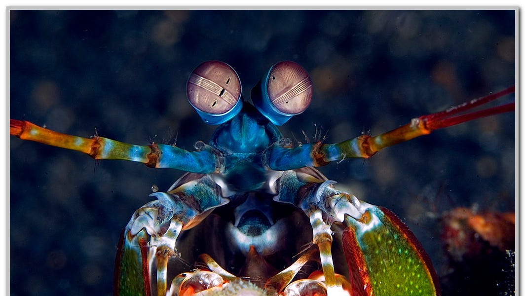 Mantis shrimps punch with the force of a .22 caliber bullet