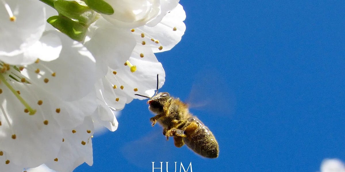 💜 Heart Humming - by Carole Bourne