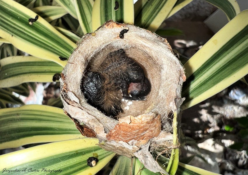 "Itty Bit's" Chicks Have Arrived. What's Next?