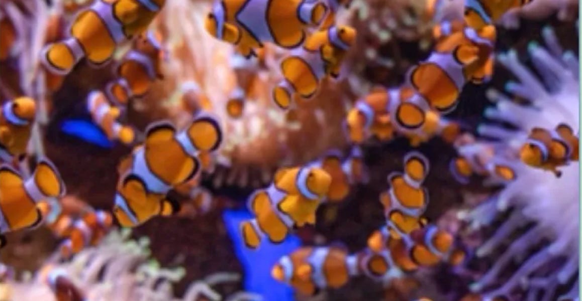 La verdadera historia de Nemo