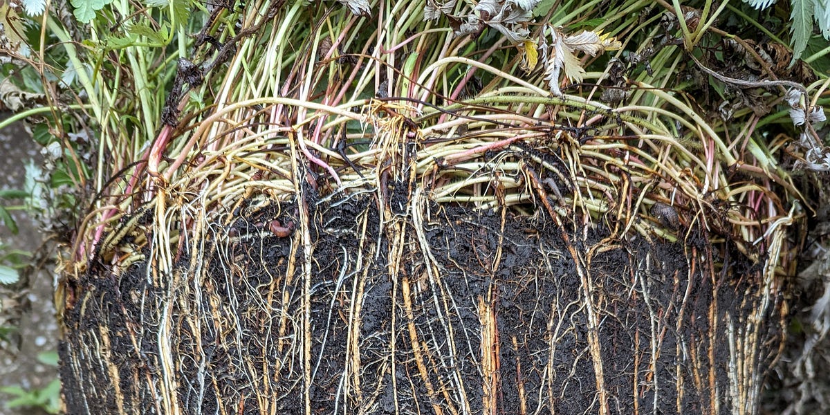 Silverweed Breeding Progress Report #7 - by A. Potentilla