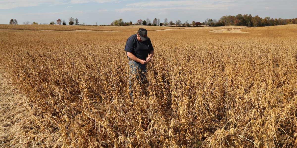 I’m a Soybean Farmer Who Voted for Trump. I’m Begging the President to ...