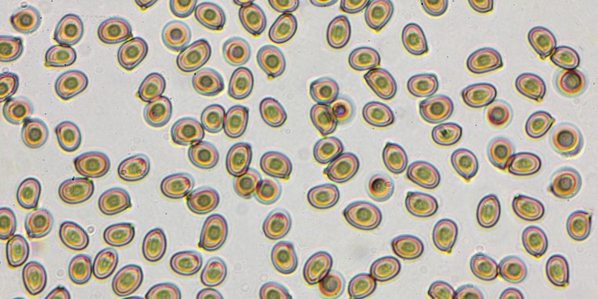 Spores - by Justin Smith-Ruiu - The Hinternet