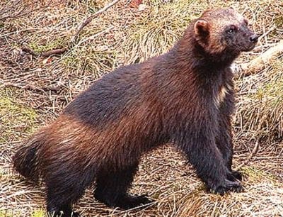 Obscure Attractions - by Dave Dempsey - David’s Substack