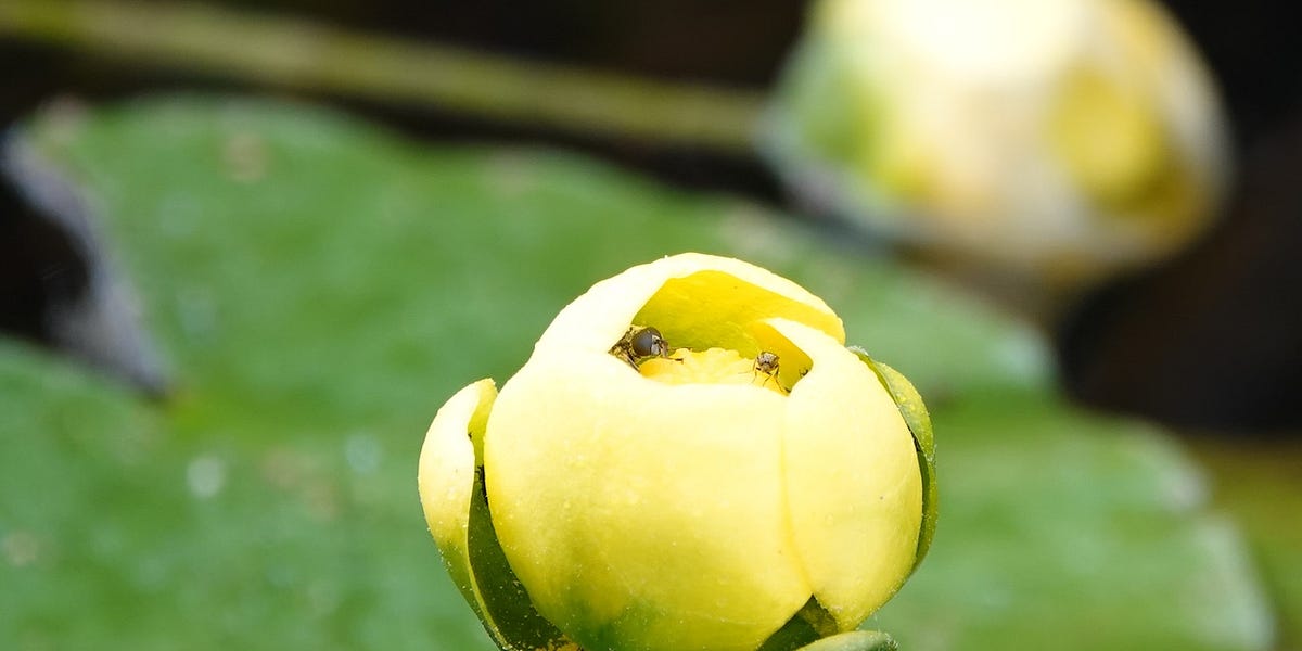 Beauty and Trash in the Pines - by Thomas Pluck
