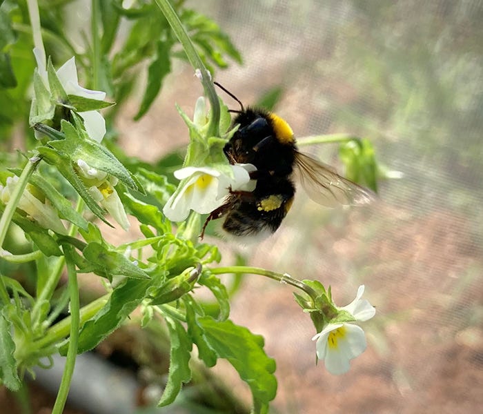 Even the ticks are vanishing - Arthur Firstenberg