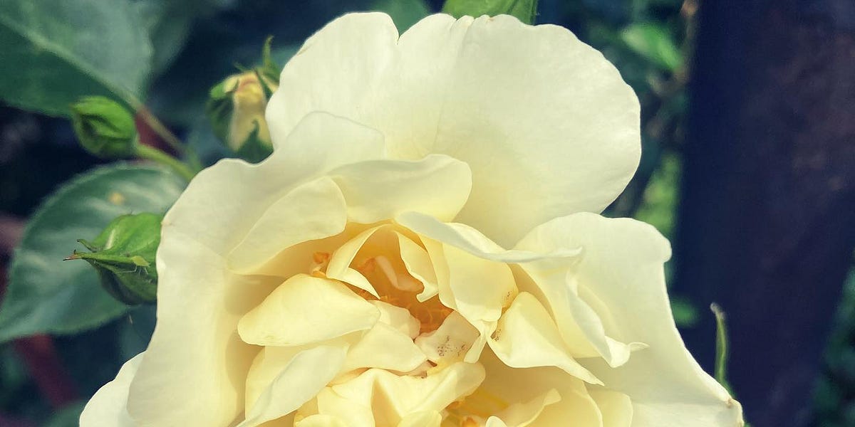 Kevin M Young and the Singular Historical Orthodox Christian Perspective