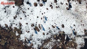 Beware The Christmas Cannibal Of France! Tabs, Fri., Dec. 15, 2023