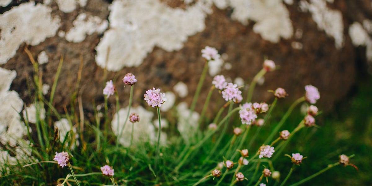 Zoo Vets and Carrot Chips - by RJ Kane - RJ’s Substack